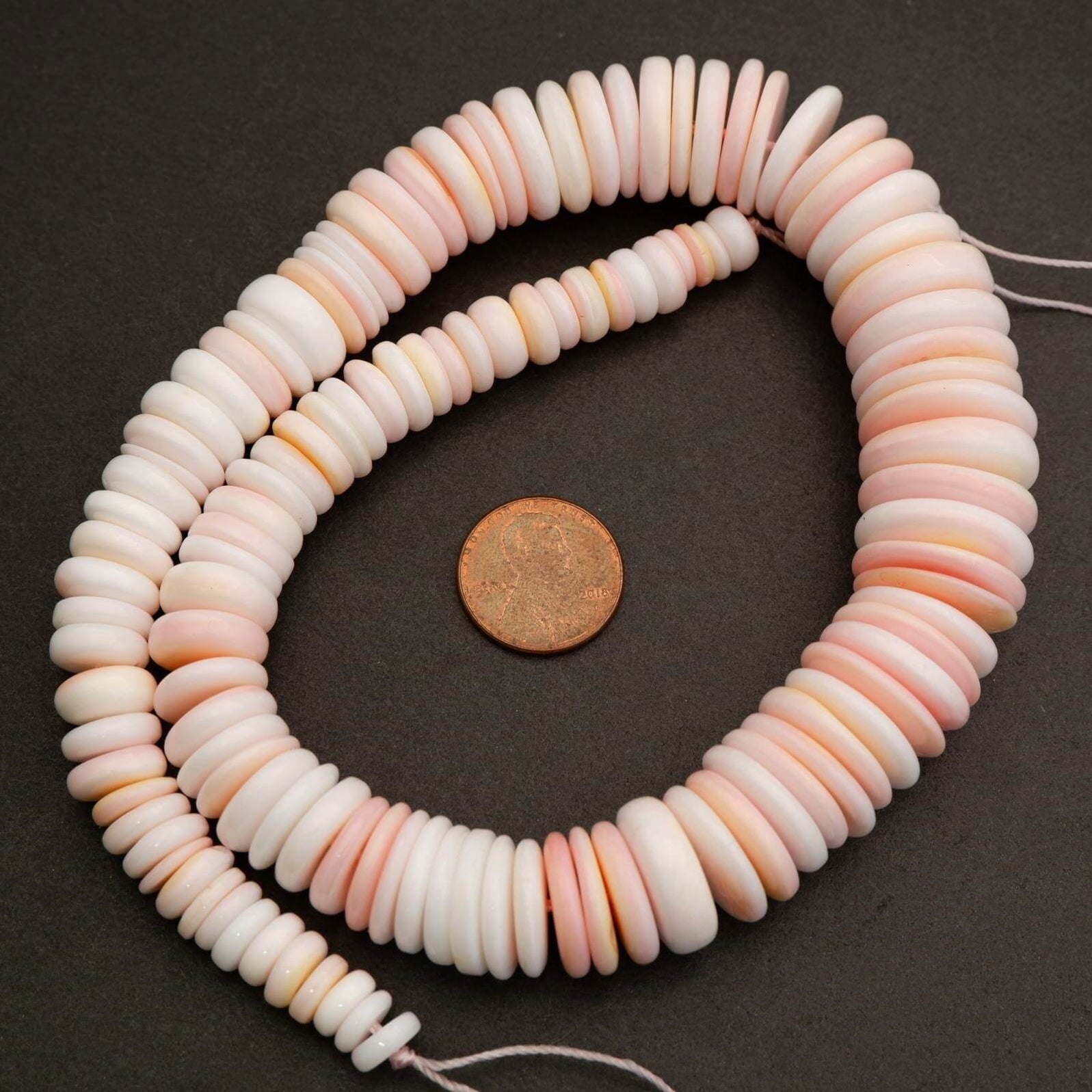 Queen Conch Shell · Smooth · Disk · Graduated 8mm to 20mm– Tejas Beads